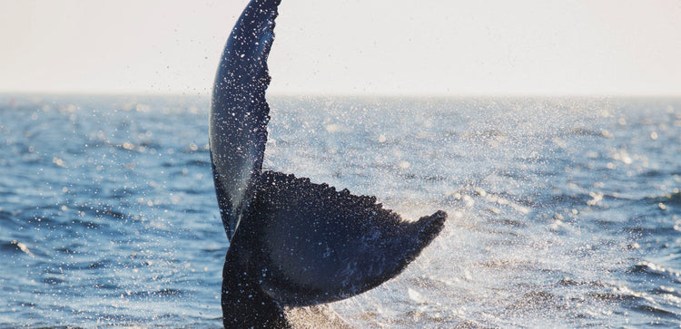 Become A Guardian Of The Ocean With These 10 Tips! – TWOTHIRDS