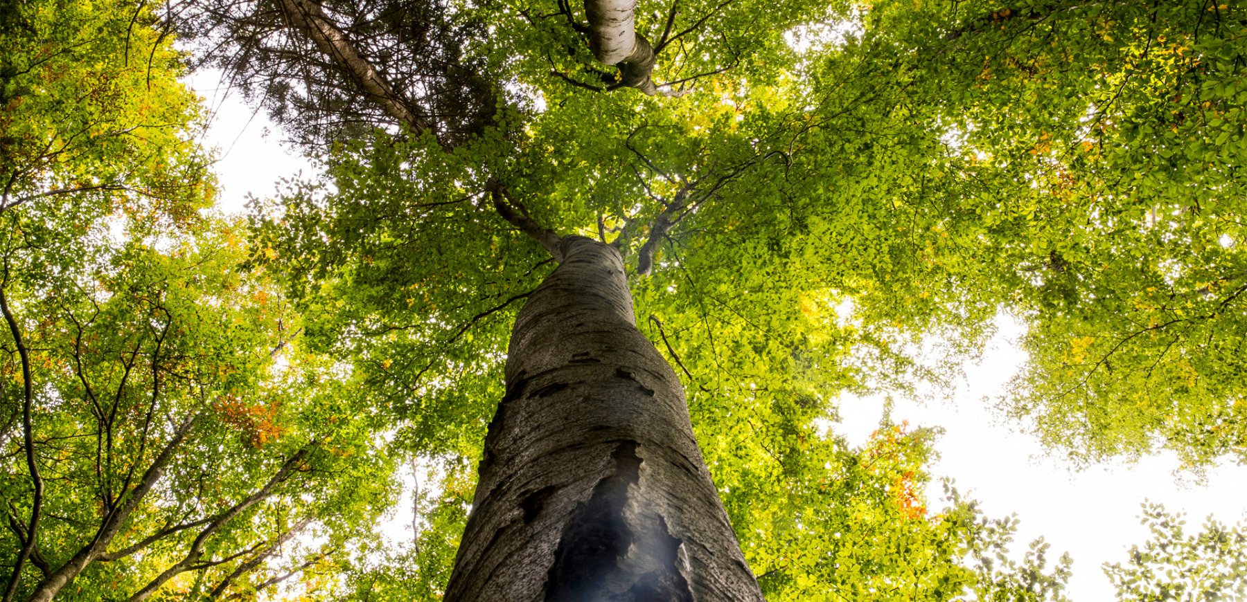 The Remarkable Story Of TENCEL™ - From Tree To Sea! – TWOTHIRDS