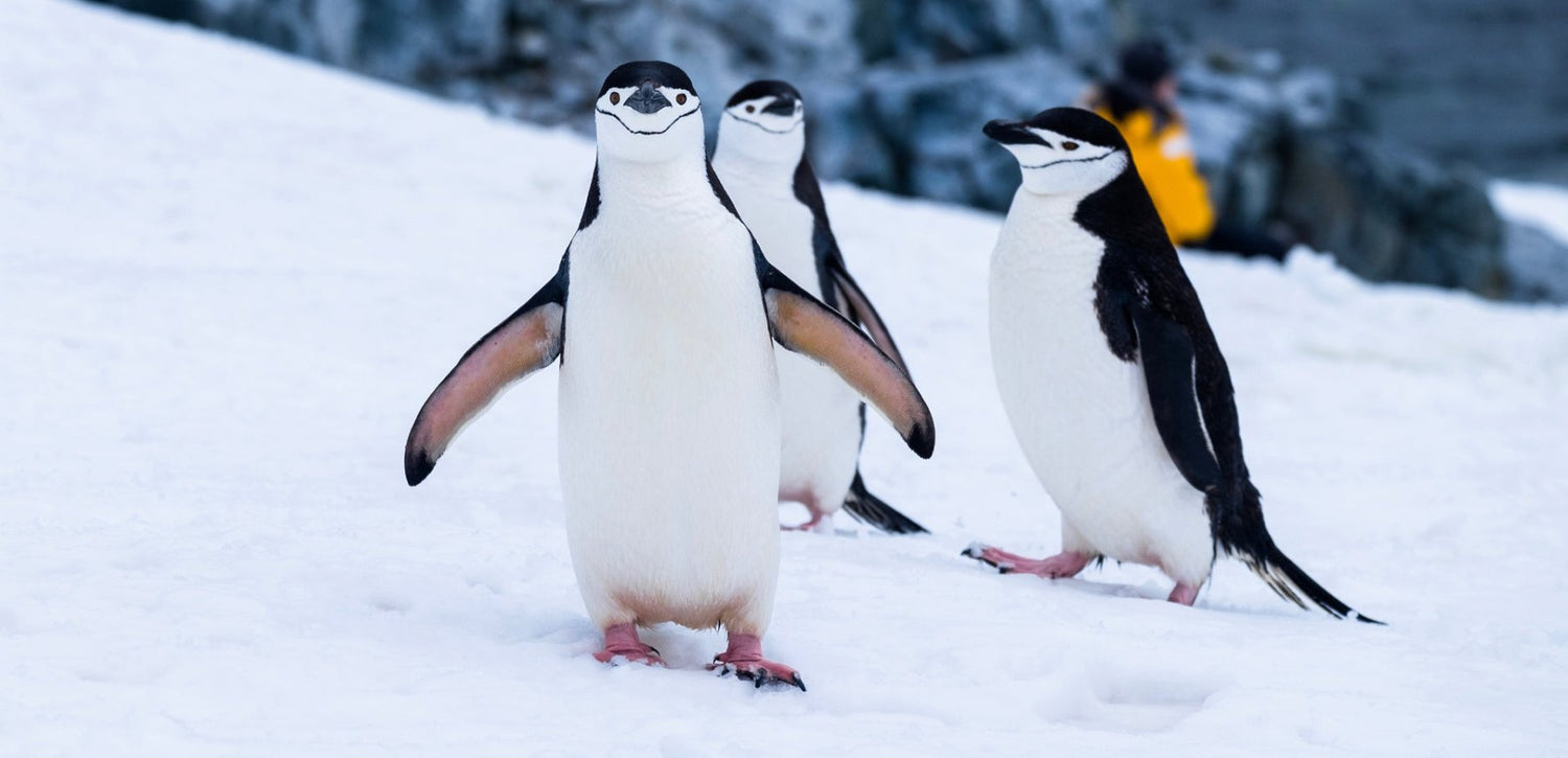 Why We Love Penguins And How To Protect Them – TWOTHIRDS