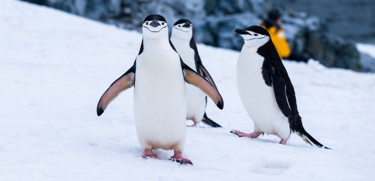 Why We Love Penguins And How To Protect Them – TWOTHIRDS